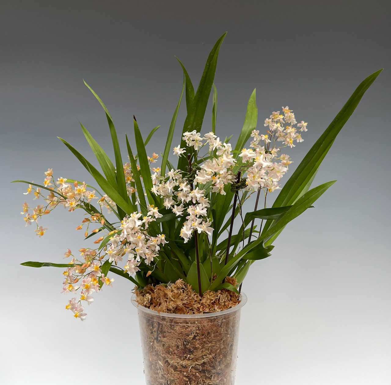 Oncidium Twinkle 'White Shower' (cheirophorum x ornithorhyncum) - OrchidWeb
