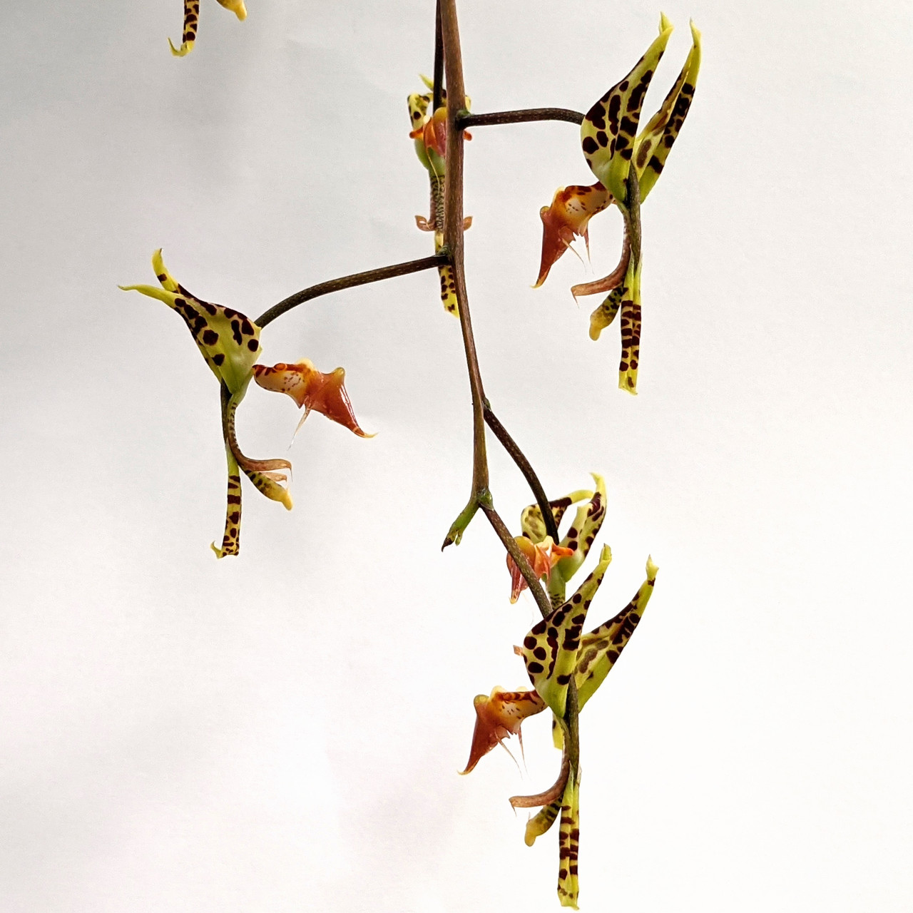 Gongora tricolor - OrchidWeb