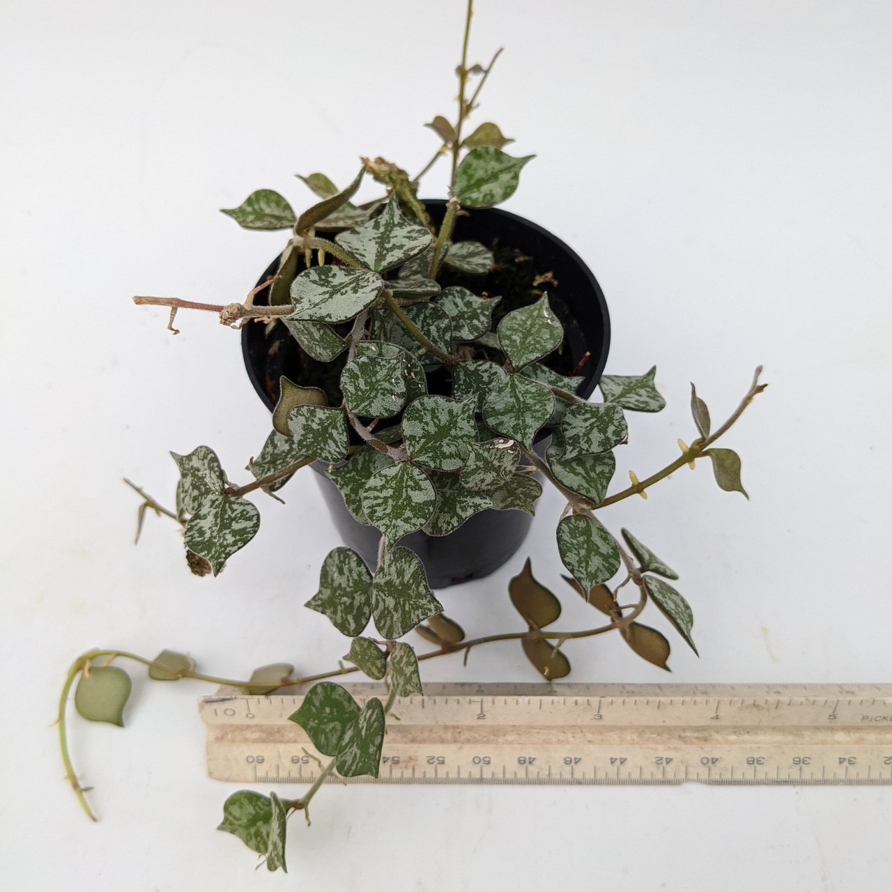 Hoya curtisii - OrchidWeb