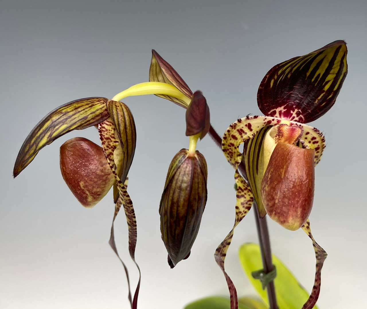 Paph Yang Ji Hawk Sanderianum X Adductum Var Anitum Orchidweb