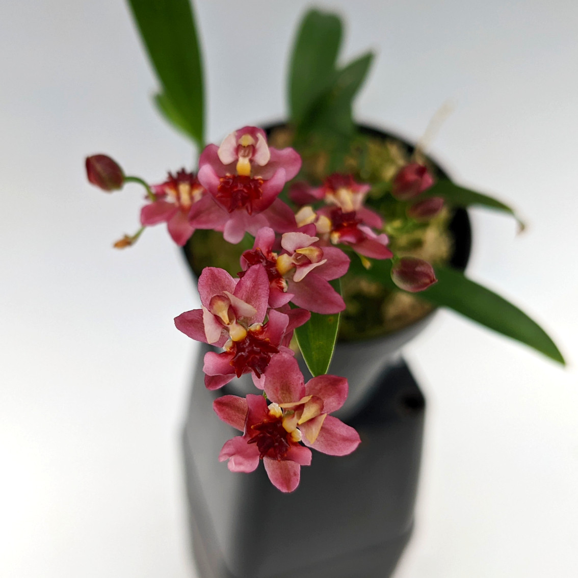 Oncidium Twinkle 'Pink Profusion' (cheirophorum x sotoanum) - OrchidWeb