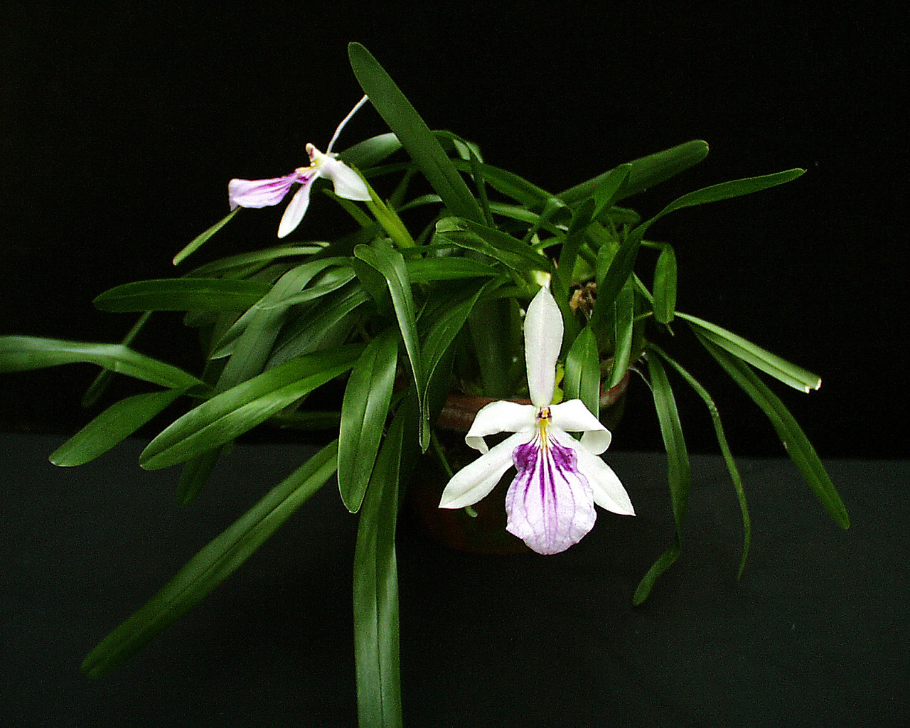 Miltonia spectabilis var. semi-alba 'Radiant' - OrchidWeb
