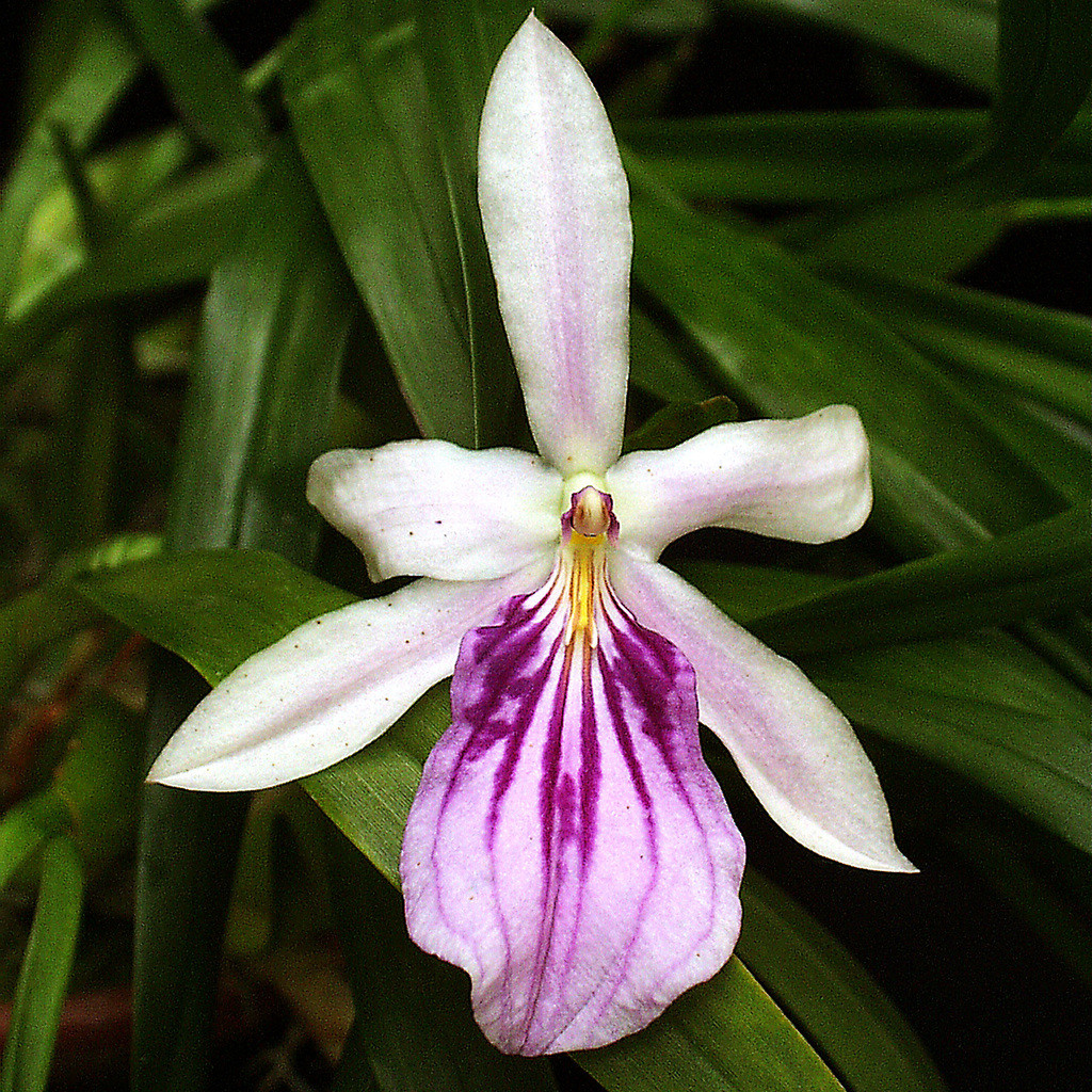 Miltonia spectabilis var. semi-alba 'Radiant' - OrchidWeb