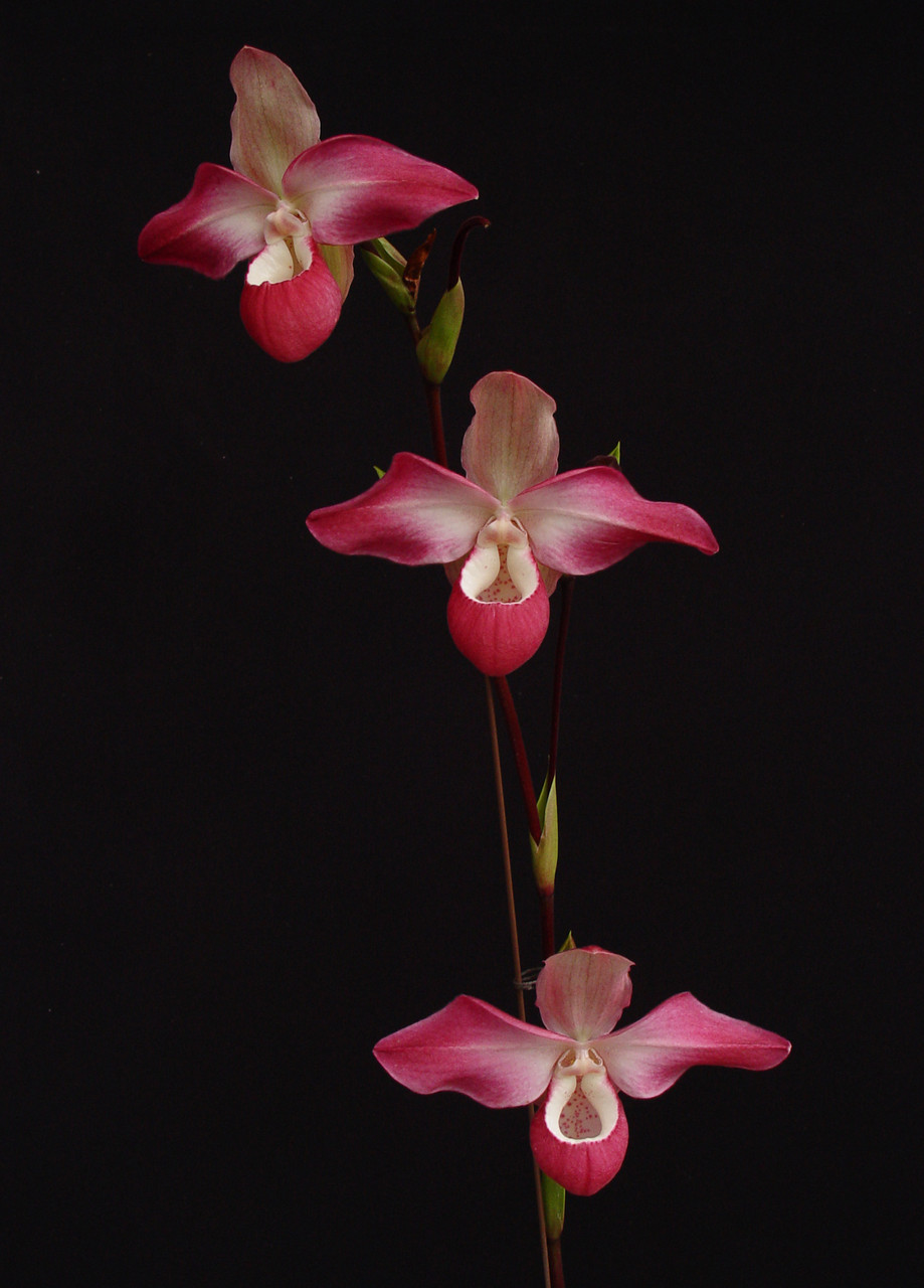 Phrag. Suzanne Decker (Cape Sunset x kovachii) - OrchidWeb