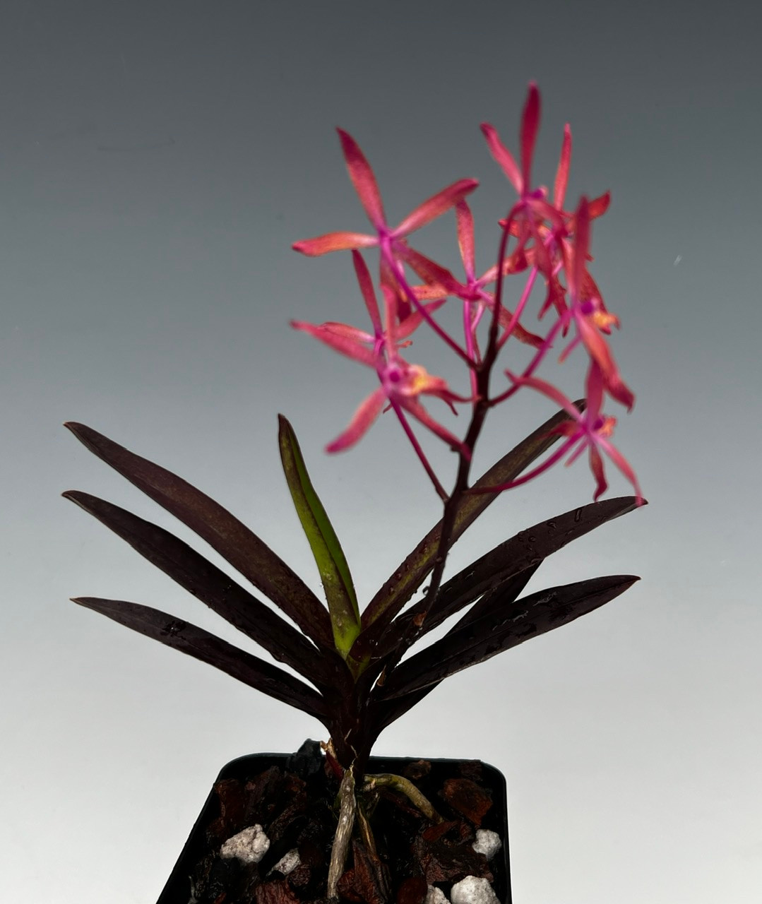 Renantanda Maui's Mini Freckles (Ren. monachica x N. falcata 'Shutennou ...