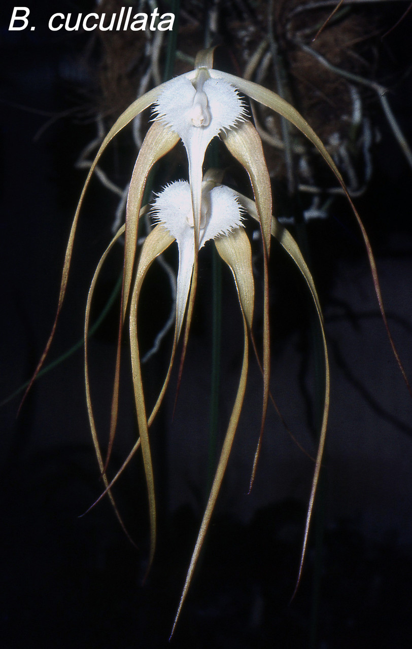 Brassavola (Little Stars x cucullata) - OrchidWeb