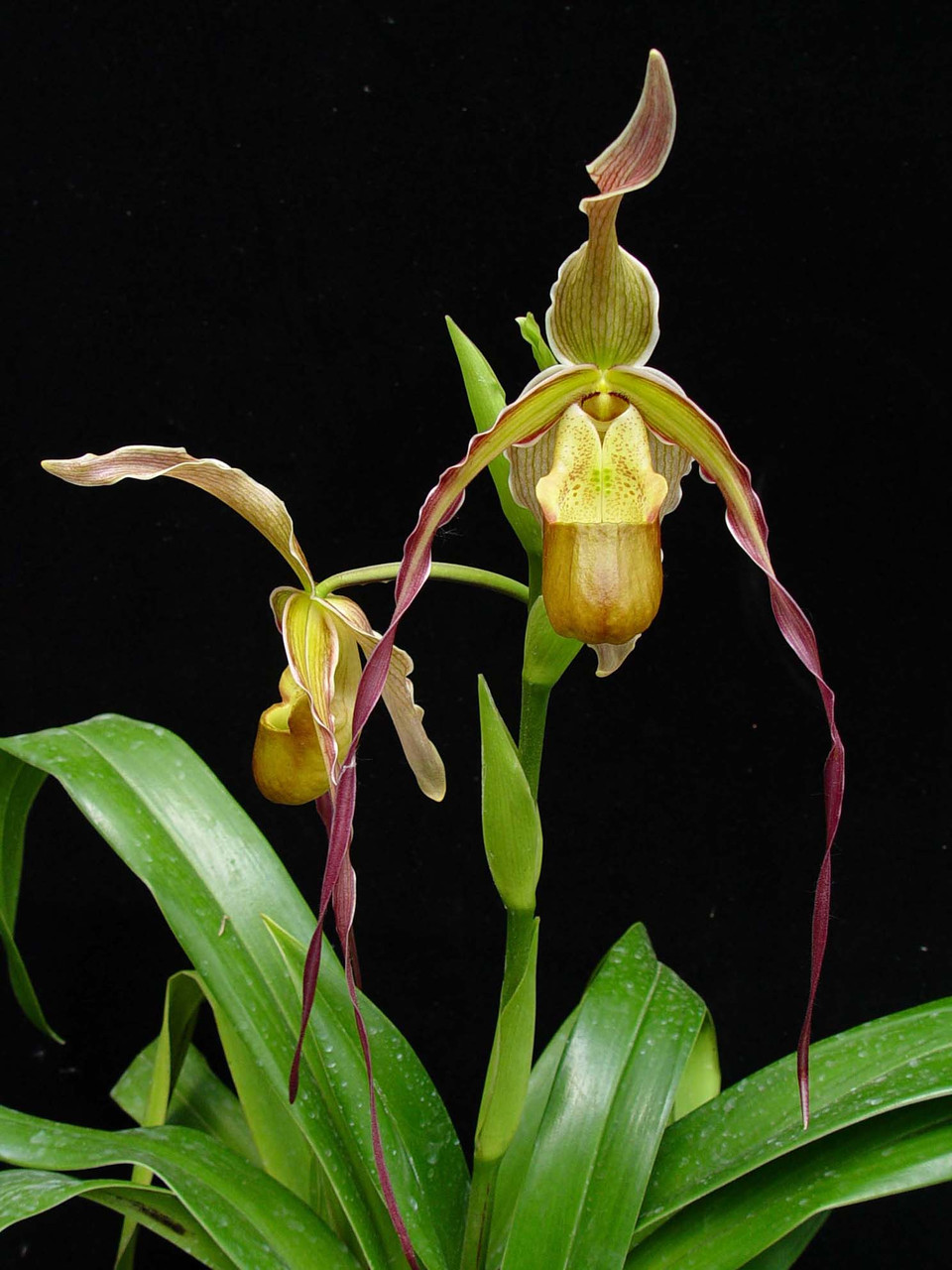 Phrag. Grande (caudatum x longifolium) - OrchidWeb