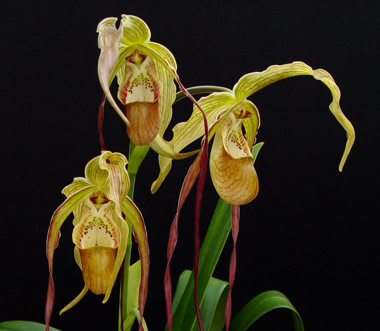 Phrag. Grande (caudatum x longifolium) - OrchidWeb