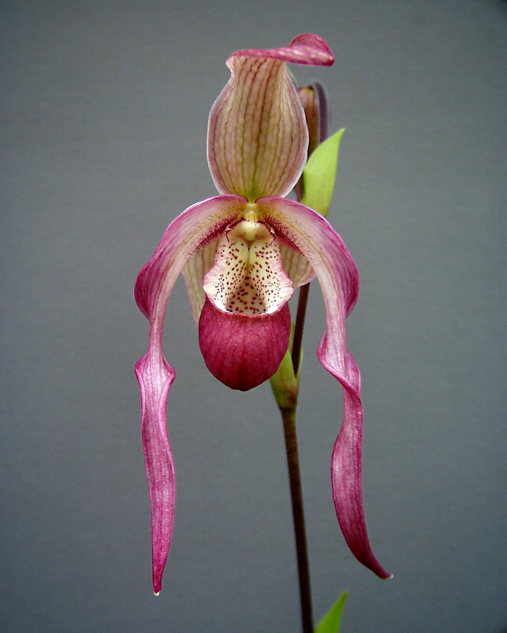 Phrag. Schroederae (Sedenii x caudatum) - OrchidWeb