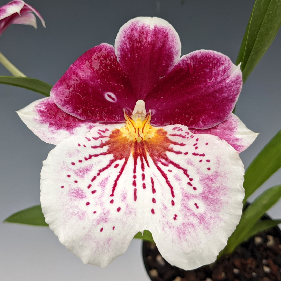 Miltoniopsis Breathless 'Brilliant' (Miltoniopsis Pink Lady x ...