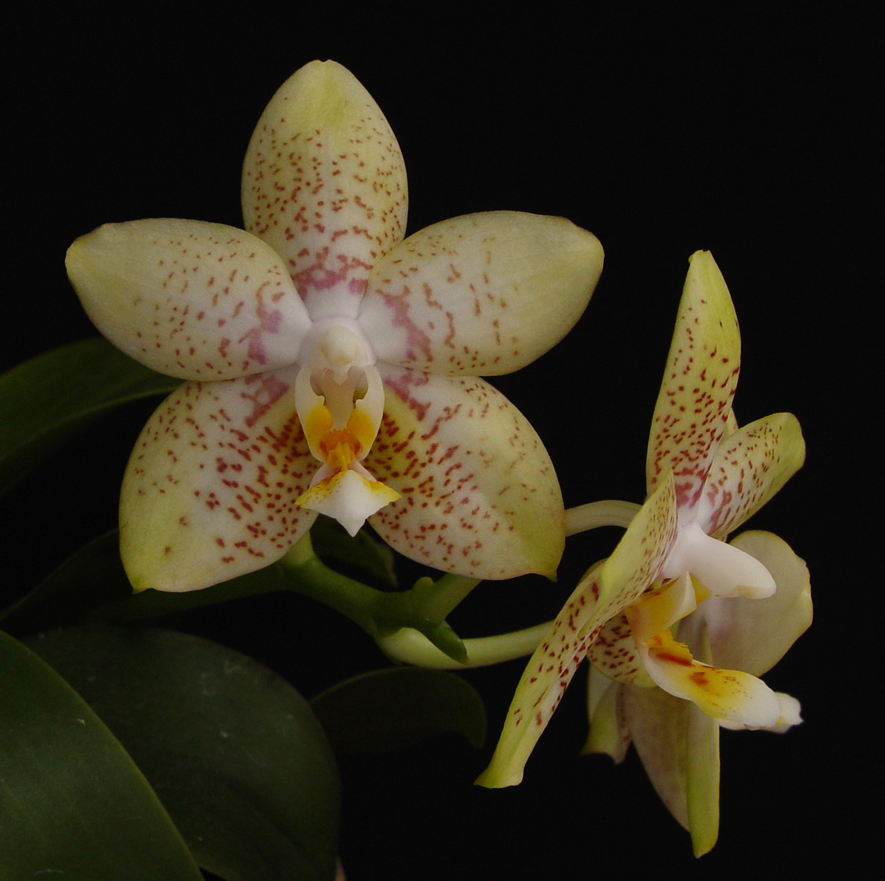 Phal. Deventeriana (amabilis x amboinensis) - OrchidWeb