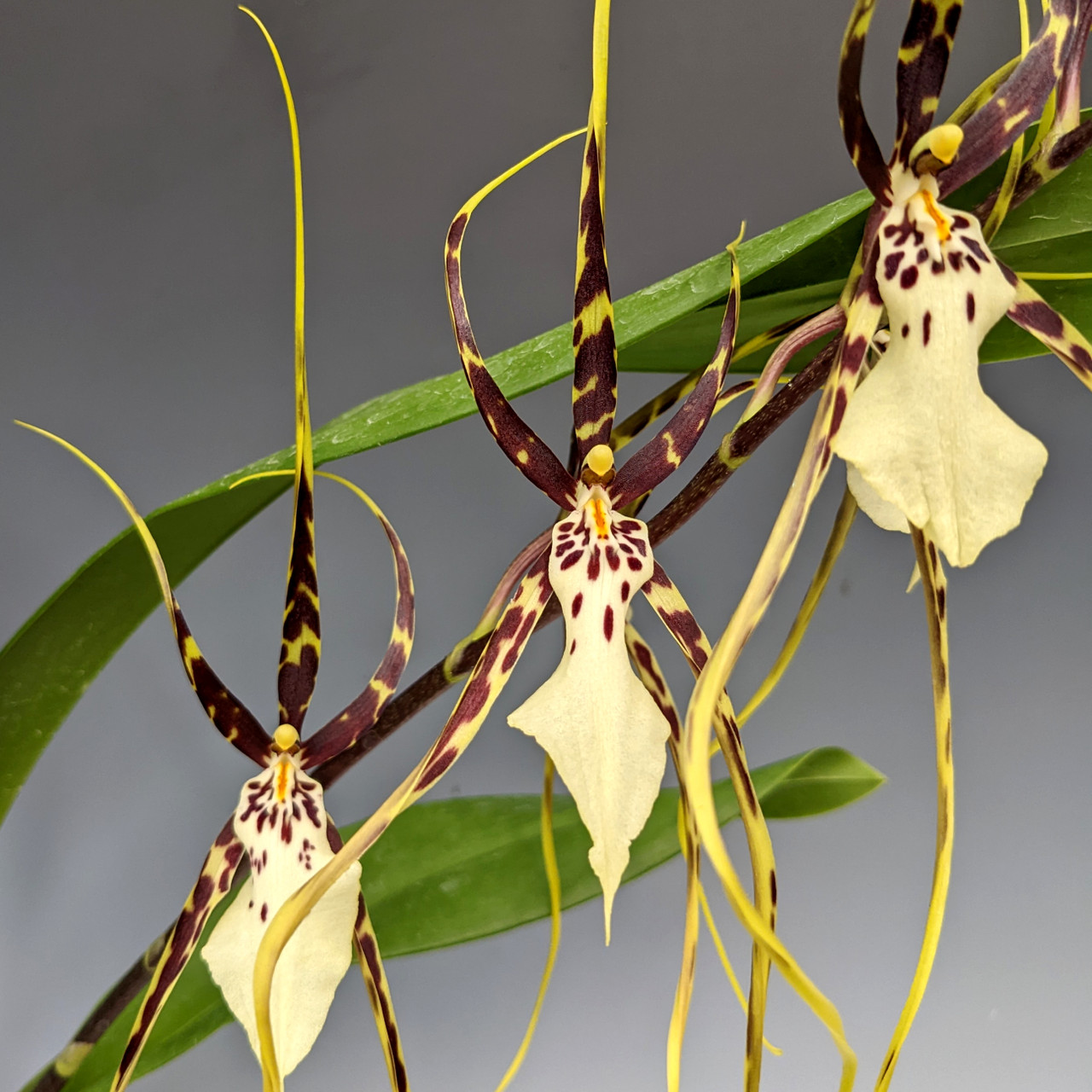 Brassidium Kenneth Bivin 'Santa Barbara' AM/AOS (Oncidium cariniferum x ...