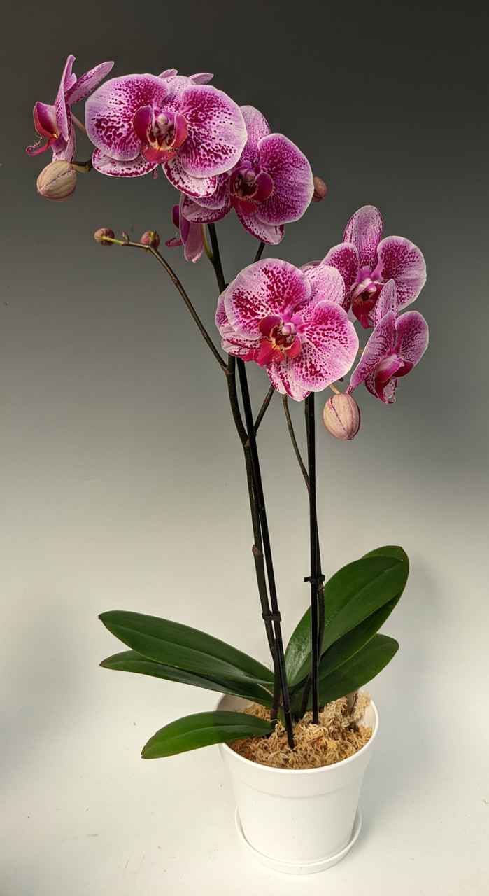 Phal. I-Hsin Super Star (I-Hsin Sweet Sundae x I-Hsin Hot Model ...