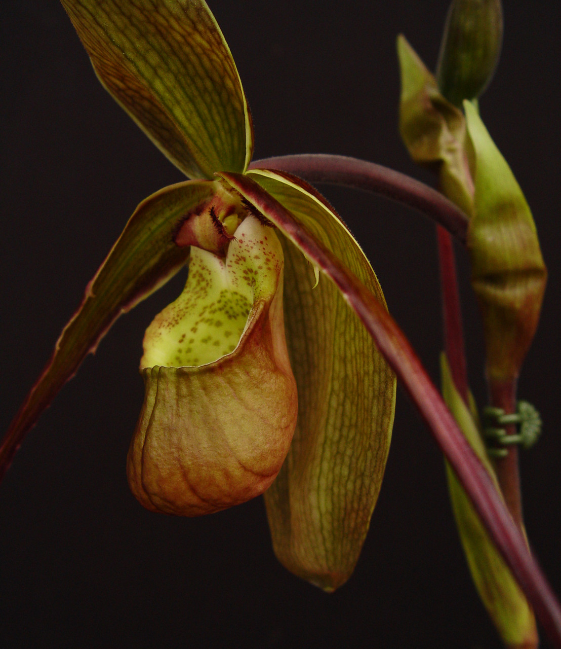 Phrag. Bronze Knight (3N) (Predator x Les Dirouilles 'Titanic' (4N ...