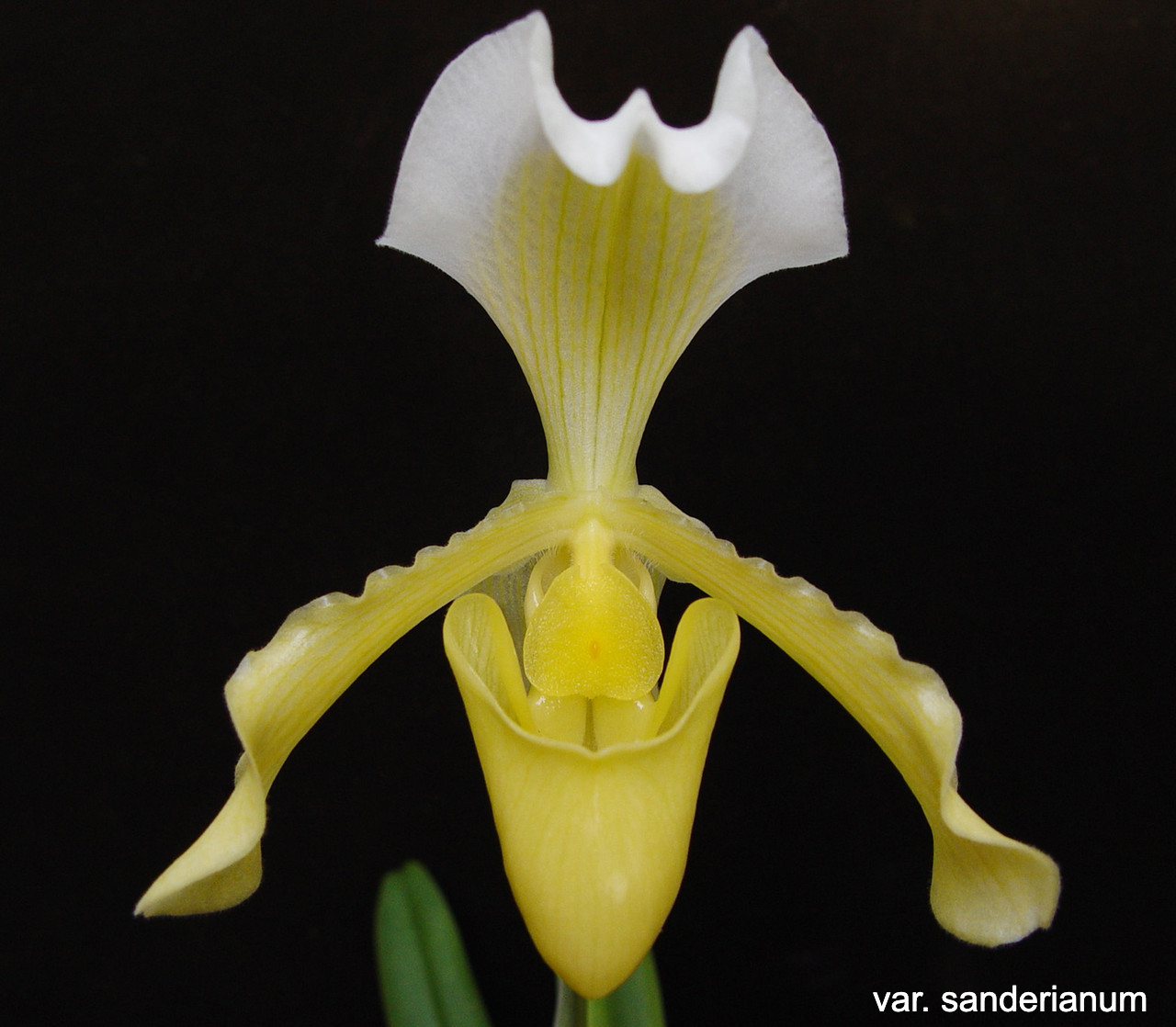 Paph Insigne Var Sanderae X Var Sanderianum Orchidweb