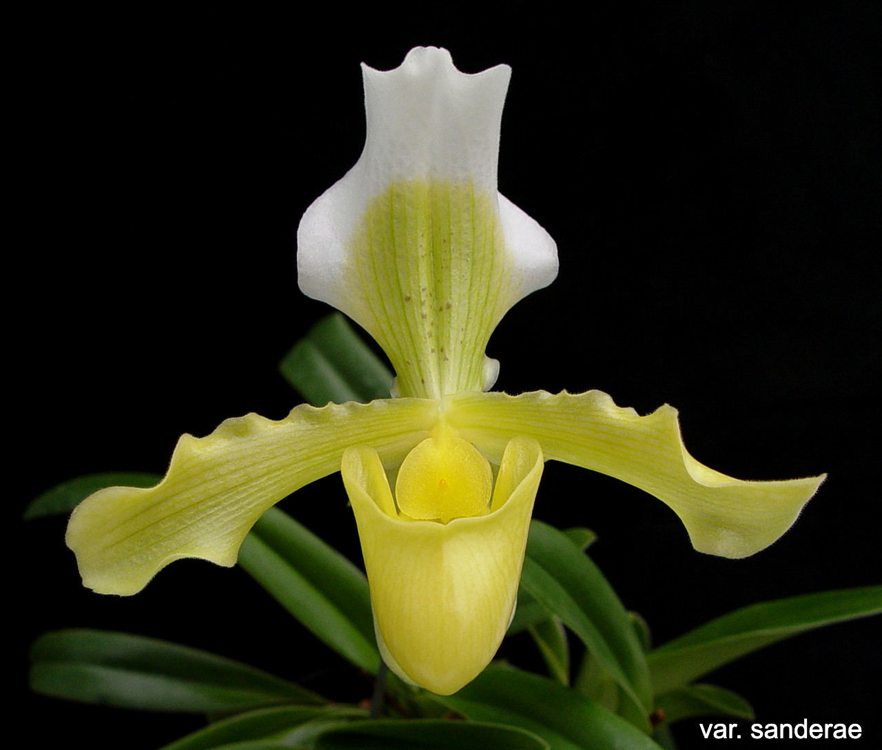 Paph Insigne Var Sanderae X Var Sanderianum Orchidweb