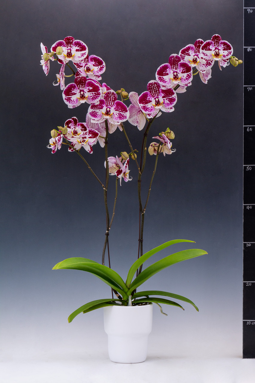 Phal. I-Hsin Stacy (I-Hsin Cherry x I-Hsin Bryce) - OrchidWeb
