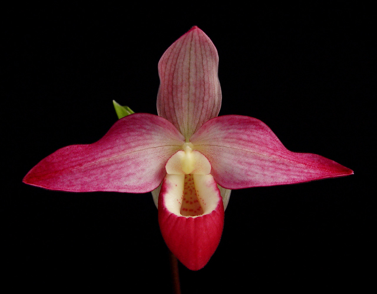 Phrag. Kelly Nash (Memoria Eric Young 'Mont Millais' AM/AOS (4N) x ...