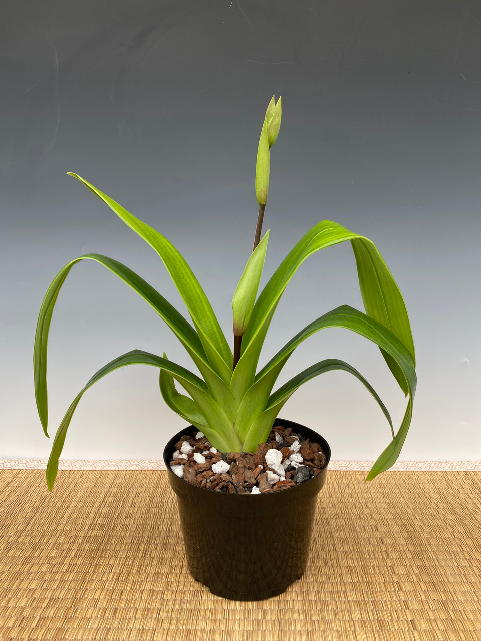 Phrag. Allison Strohm (3N) (kovachii x Living Fire (4N)) - OrchidWeb