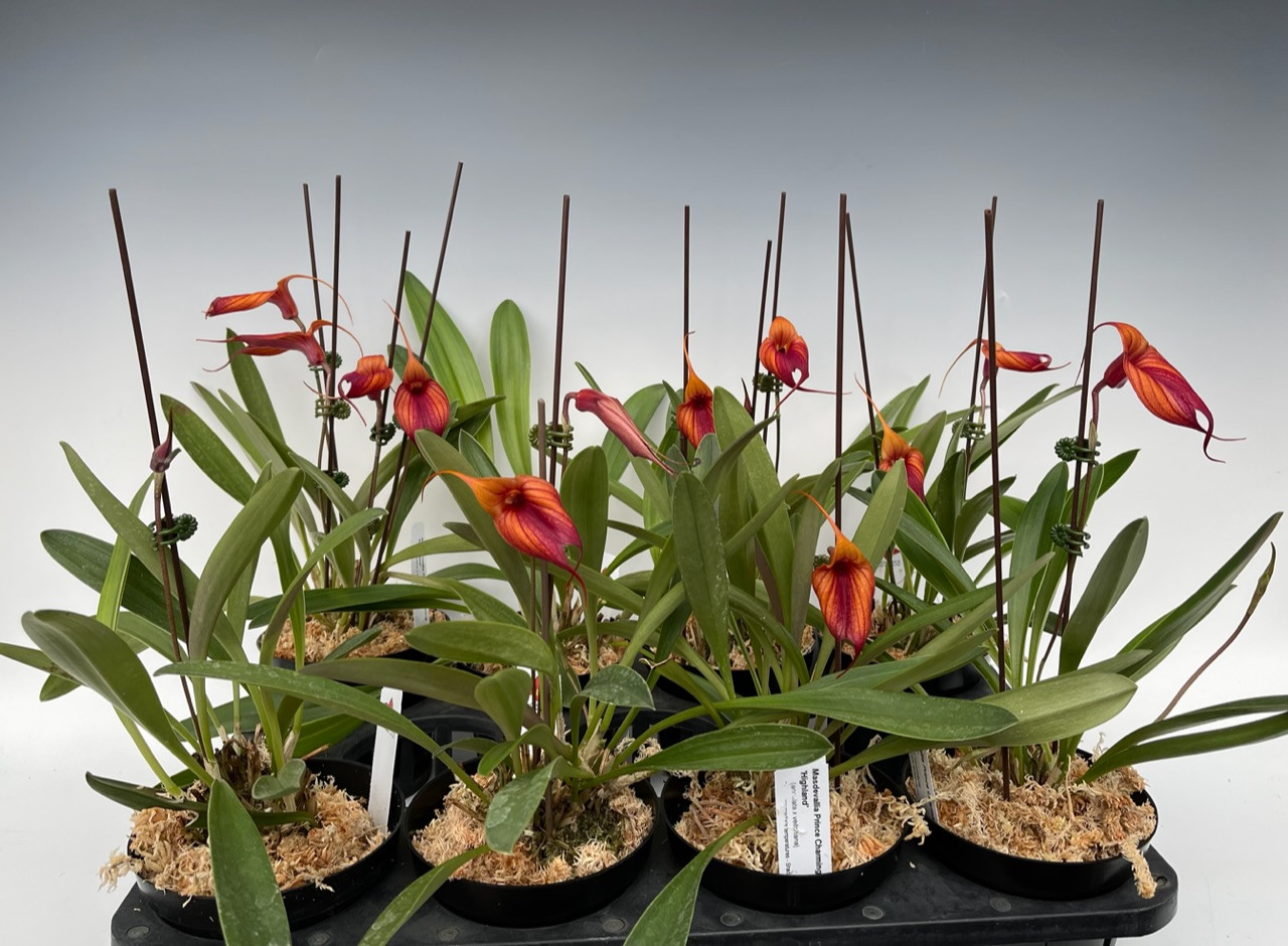 Masdevallia Prince Charming 'Highland' (angulata x veitchiana) - OrchidWeb