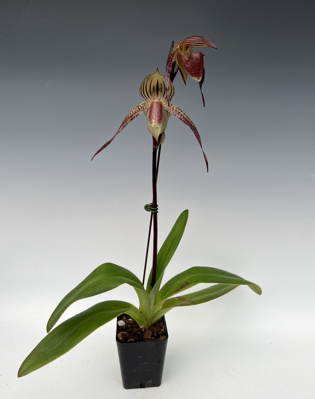 Paph Hsinying Anita Lady Isabel Lady In Red X Adductum Var Anitum