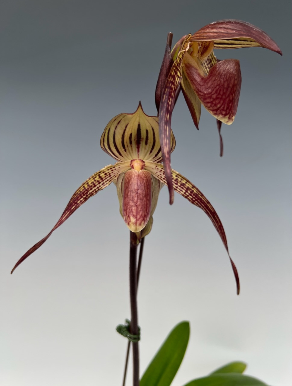 Paph Hsinying Anita Lady Isabel Lady In Red X Adductum Var Anitum