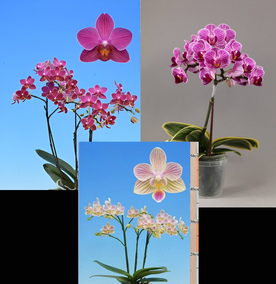 3-in-1 Micro-Mini Size Phalaenopsis Combo #7 (Confetio 'Coraline', Sogo ...