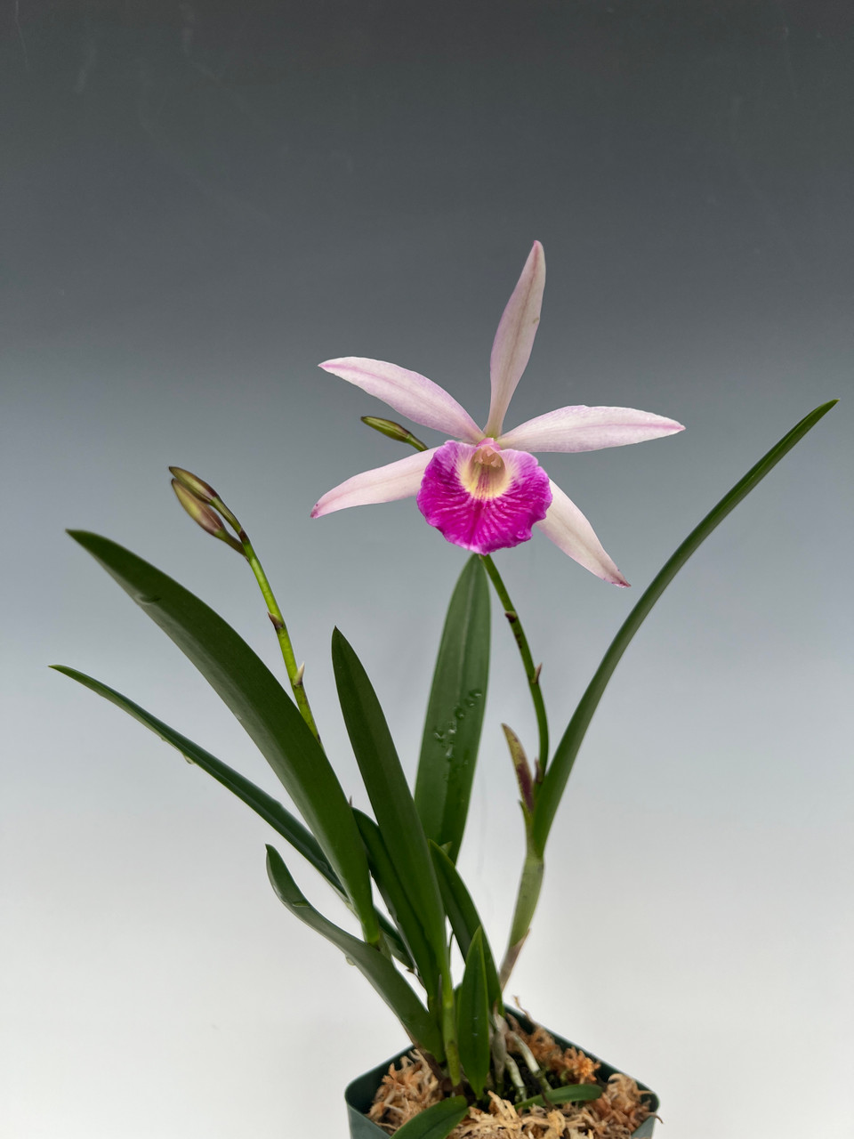 Bc. Yuan Nan Star War (C. Memoria Robert Strait x Bc. Wonder Star ...