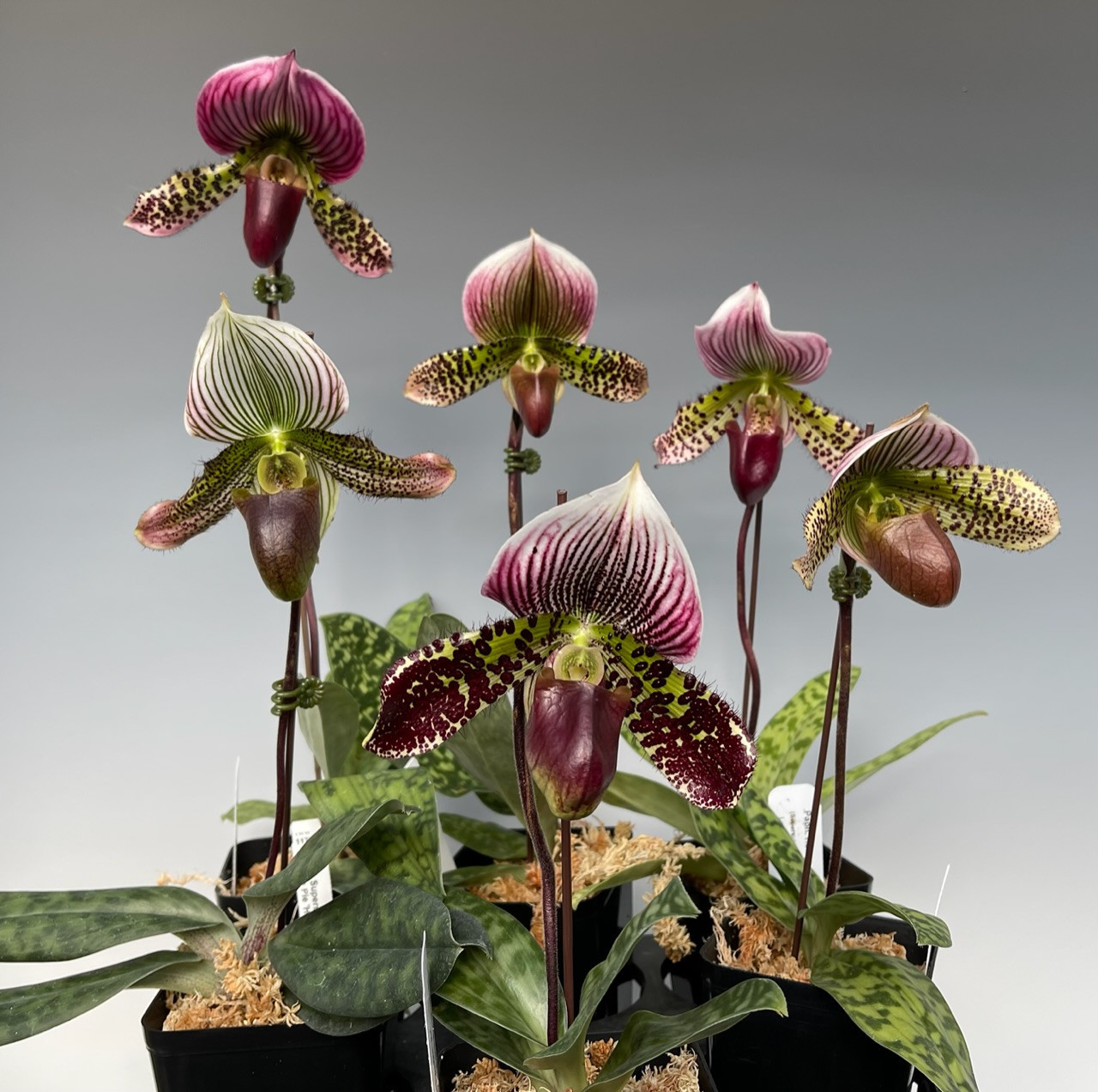 Paph Hsinying Alien Supersuk Eureka Amaos X Raisin Pie Hsinying