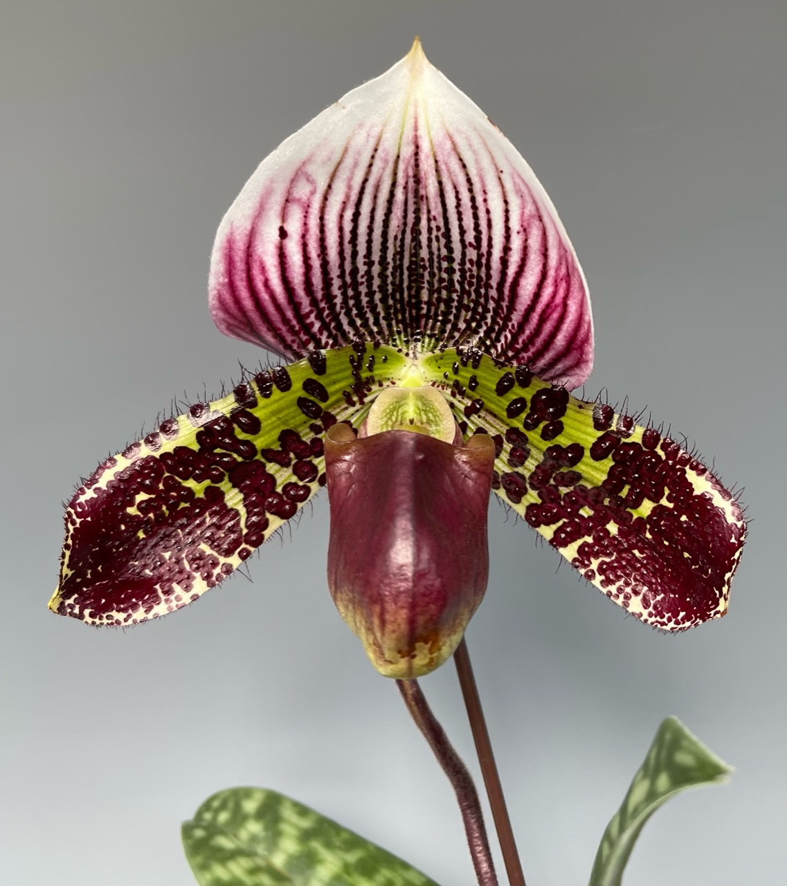Paph Hsinying Alien Supersuk Eureka Amaos X Raisin Pie Hsinying