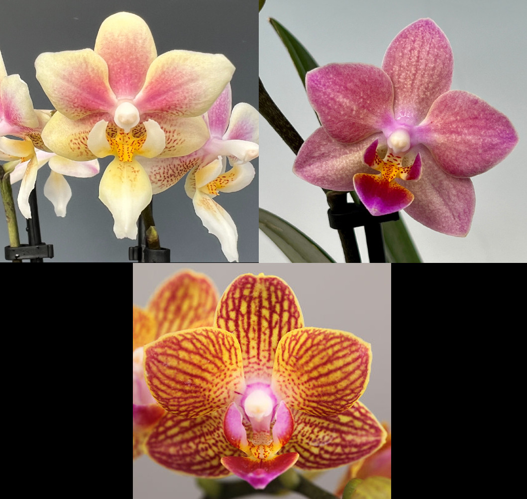 3-in-1 Micro Mini Phalaenopsis Combo #12 ('Fairy Dust', Pinlong Cheris ...