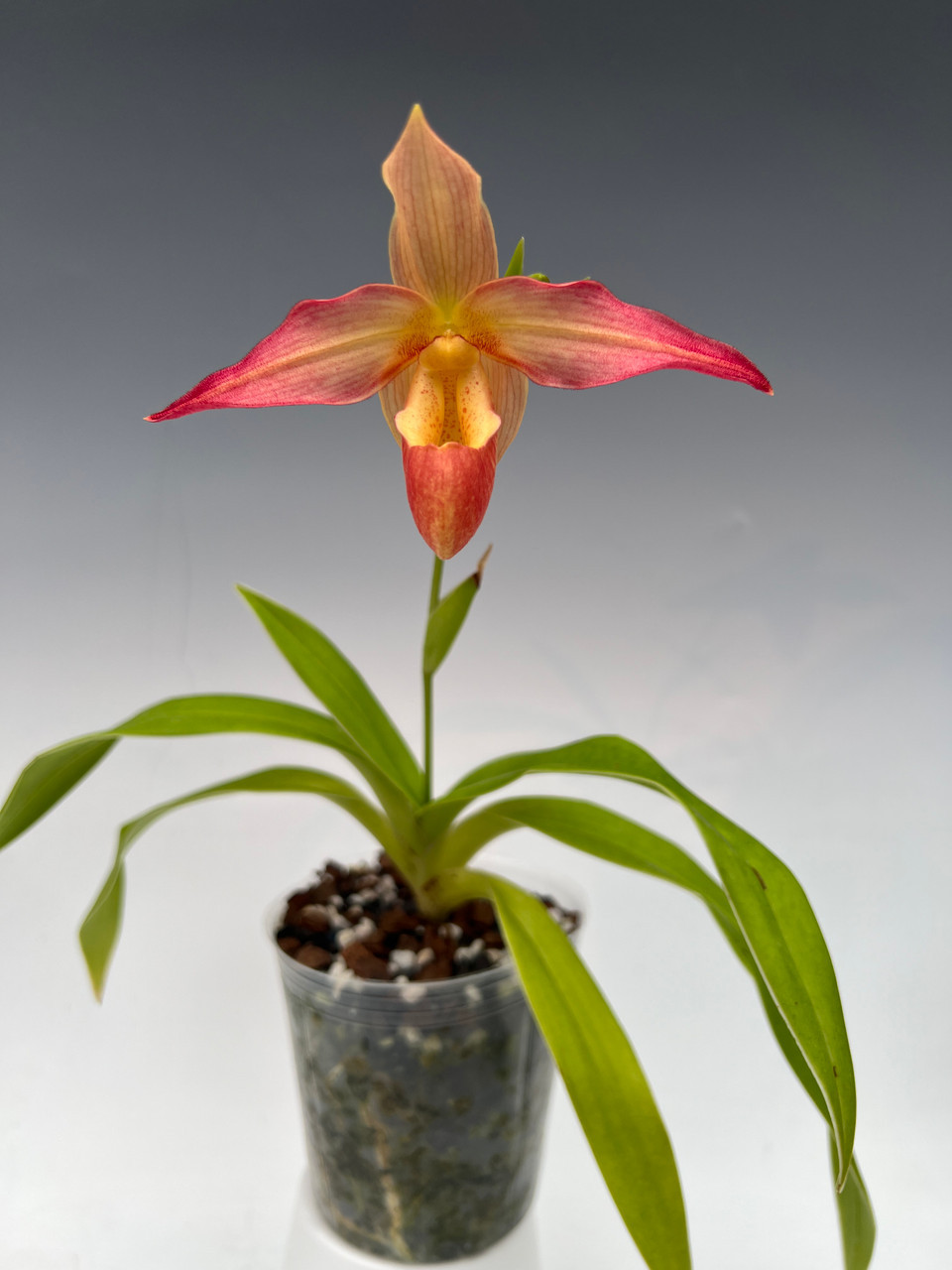 Phrag. QF Pupule (Eric Young 'Mont Millais' 4N x Twilight) - OrchidWeb