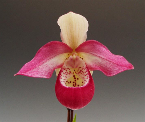 Phrag. Apollo ( Fritz Schomburg 'Pink Princess' x kovachii 'Purple Cow ...