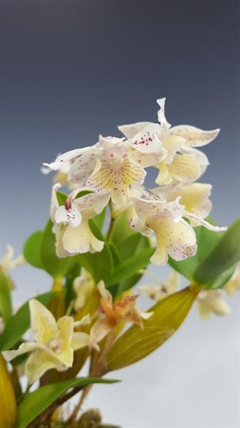 Dendrobium Nano Chip (Micro Chip x aberrans) - OrchidWeb