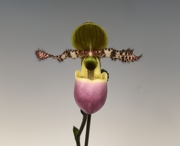 Paph. chamberlainianum/liemianum - OrchidWeb