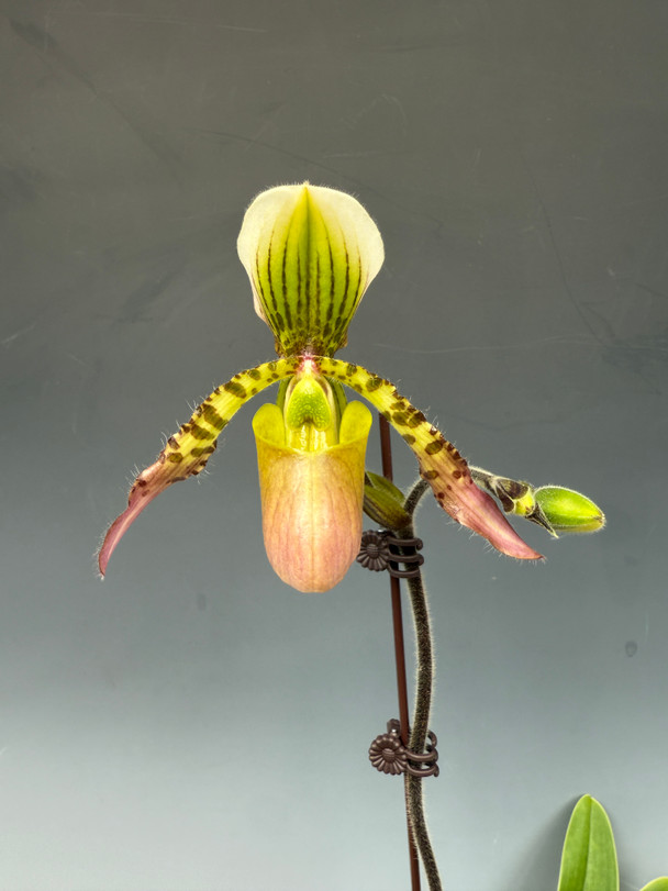 Paph. Charlene (haynaldianum x liemianum) - OrchidWeb