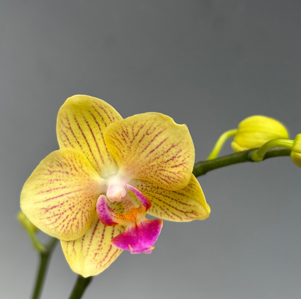 Phal. Smiley Prince 'Wilson' (Mituo Prince x Penang Girl) - OrchidWeb