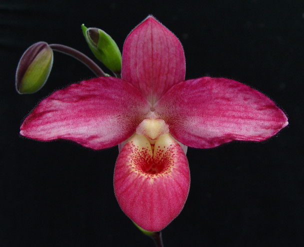 Phrag. Purple Wave (fischeri x Memoria Dick Clements) - OrchidWeb