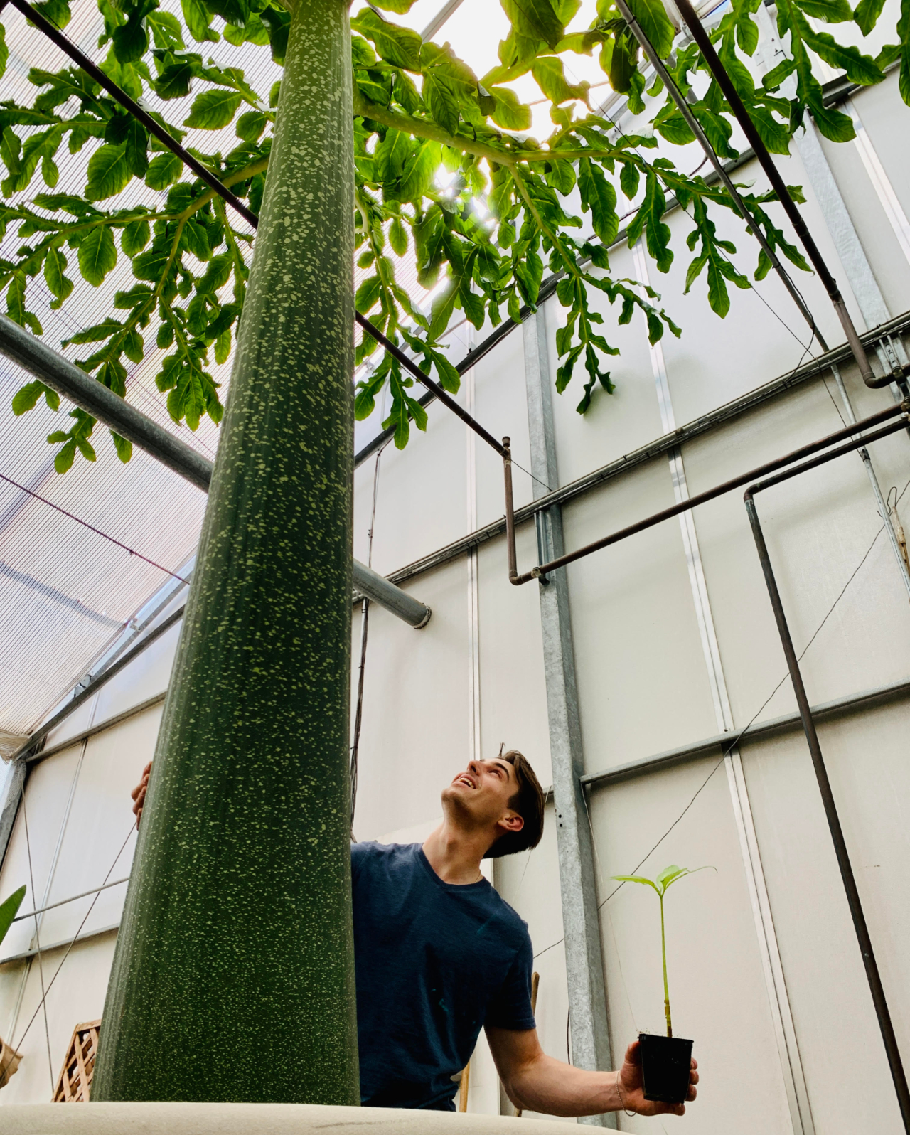 10 Orchid-like Plants You Didn't Know You Needed - OrchidWeb