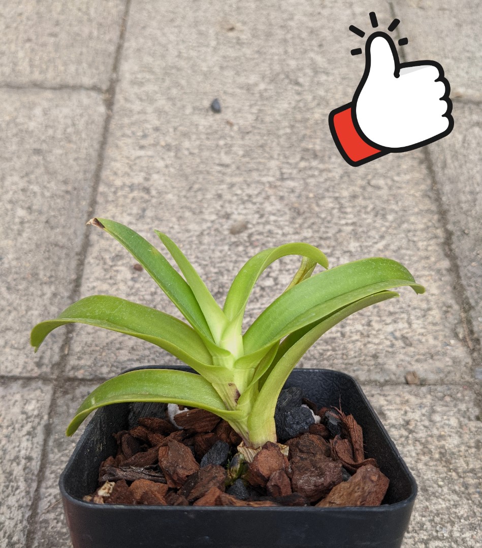 Springing Into Action: Orchid Care in the Spring Season - OrchidWeb