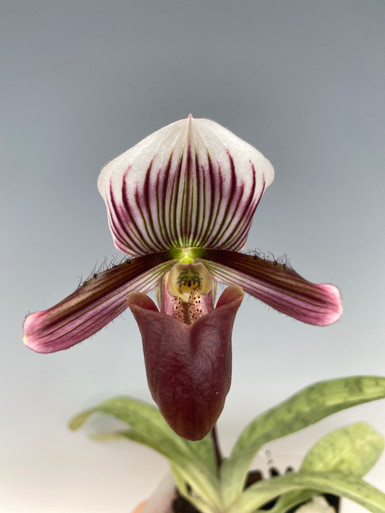 Paph. helenae - OrchidWeb