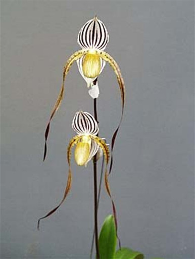 Paph. Mt. Toro (philippinense album x stonei album ) - OrchidWeb
