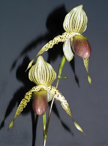 Paph. Prime Child (primulinum x rothschildianum) - OrchidWeb