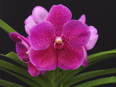 Vanda Pat's Delight (Mericlone) - OrchidWeb