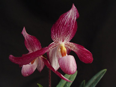 Paph. Delrosi x Paph. Lady Isabel - OrchidWeb