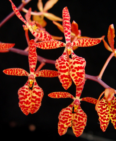 Renanthera monachica - OrchidWeb