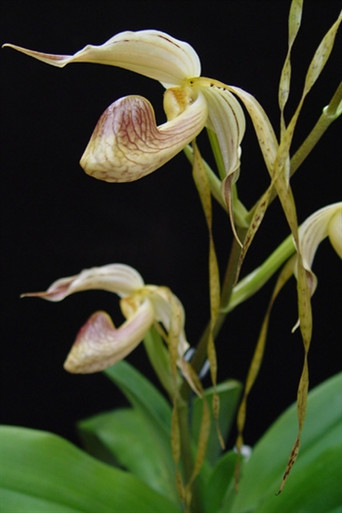 Paph. platyphyllum (formerly known as Paph. stonei latifolium) - OrchidWeb