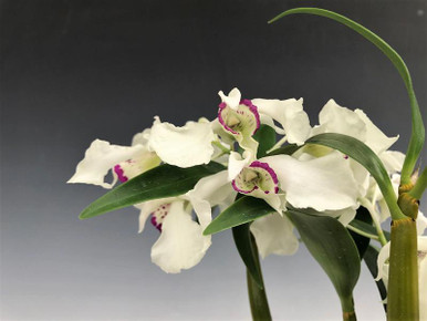 Dendrobium rhodostictum - OrchidWeb
