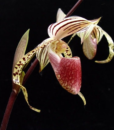 Paph. Wossner Stonesup (supardii x stonei) - OrchidWeb
