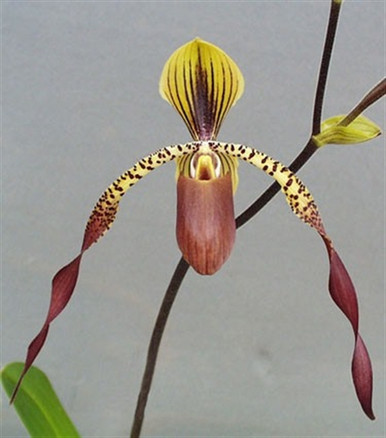 Paph. Taylor Hershey (lowii x Prince Edward of York) - OrchidWeb